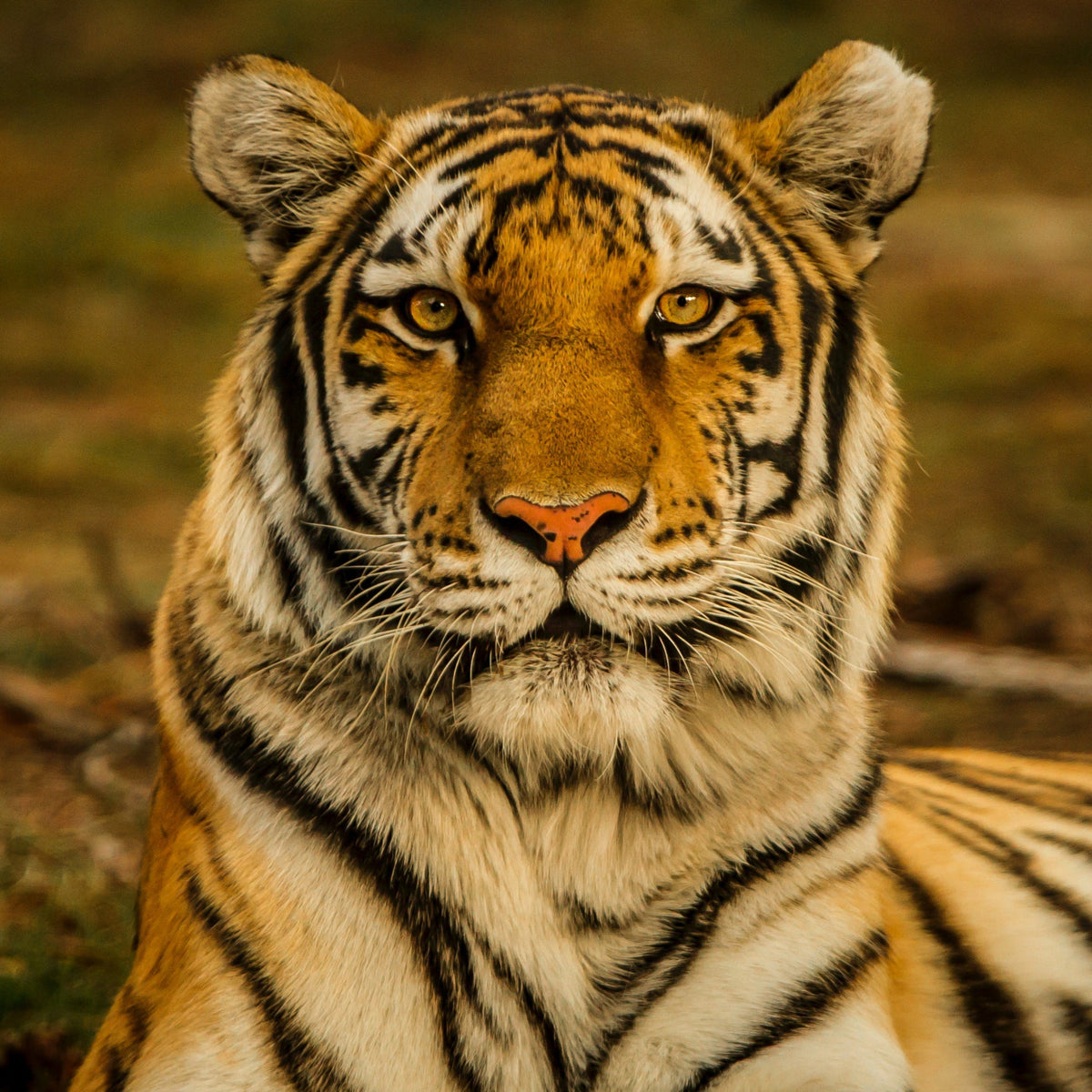 Amur Tiger Poster– Tiger Darts